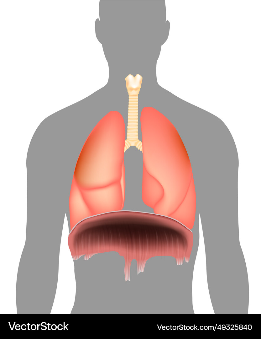 Medical for explanation thoracic Royalty Free Vector Image
