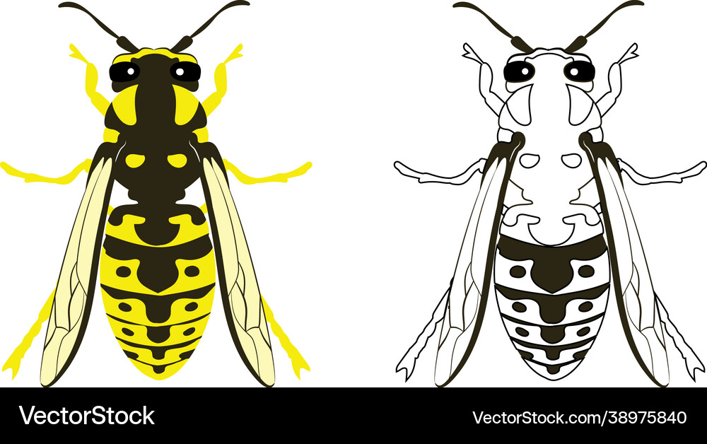 Yellowjacket yellow jacket wasp hornet Royalty Free Vector