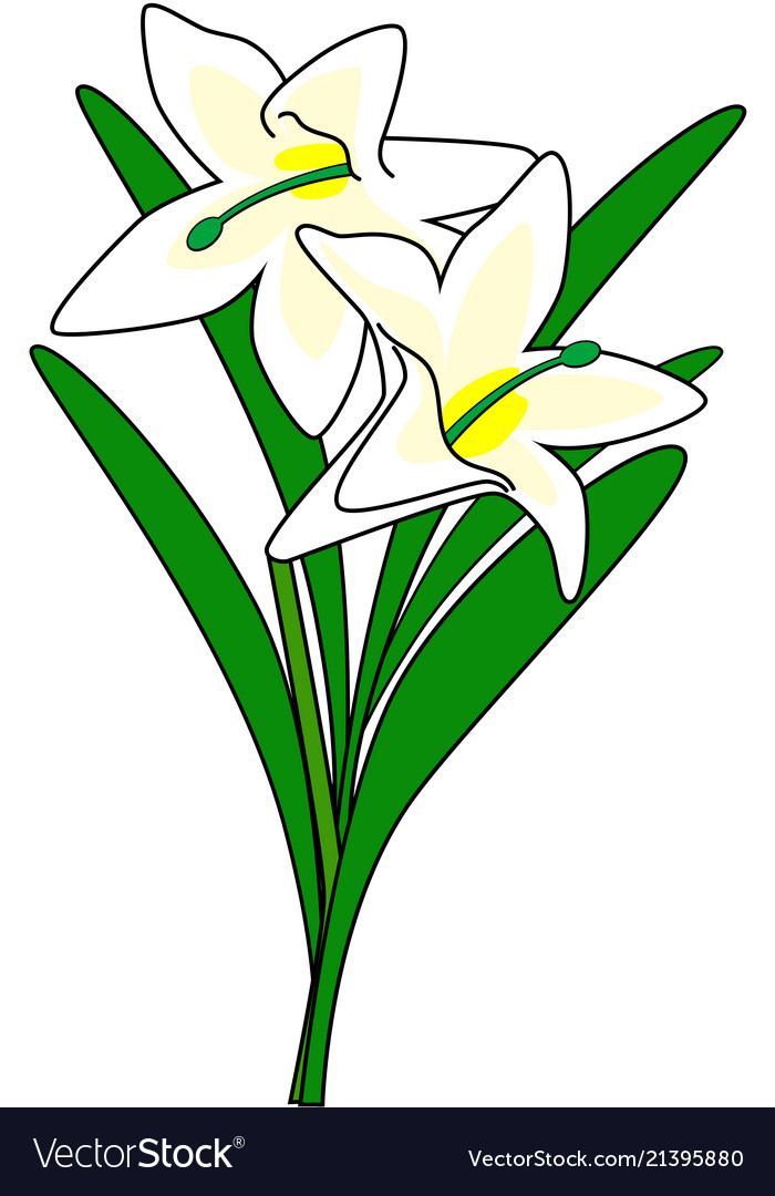 Lily Royalty Free Vector Image - VectorStock