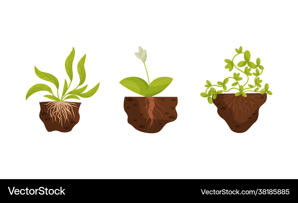 Plant growing with roots in soil set Royalty Free Vector