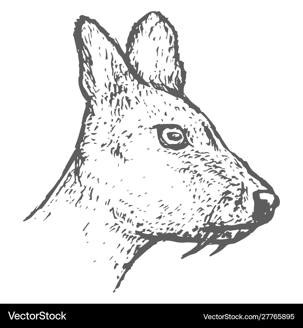 Hand drawn musk deer head sketch Royalty Free Vector Image