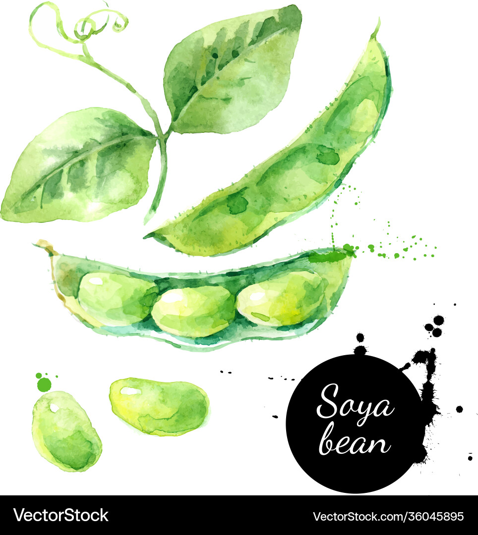 Watercolor soya beans painted isolated fresh Vector Image
