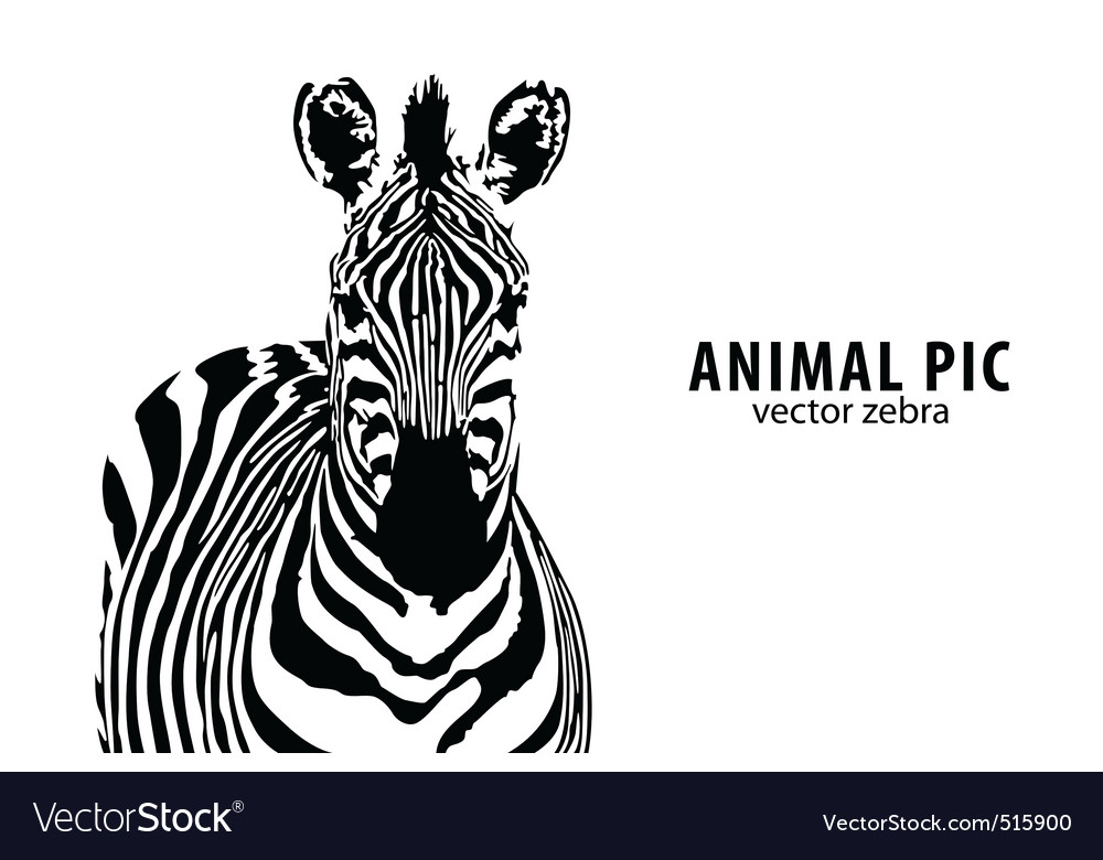 Zebra Royalty Free Vector Image - VectorStock