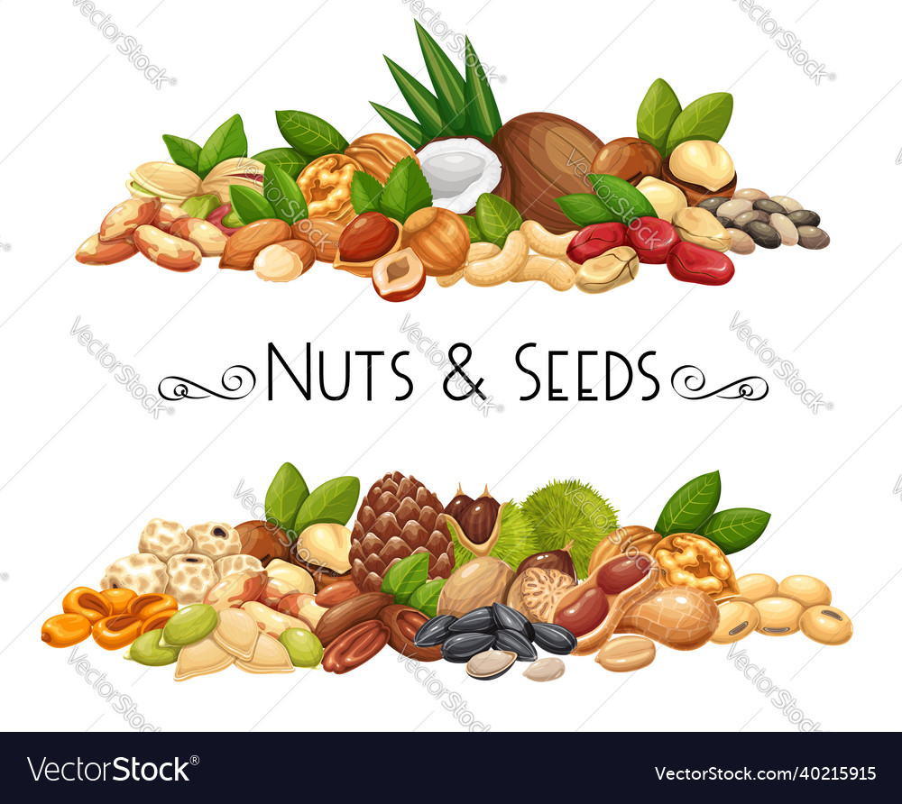Nuts seeds and grains banners Royalty Free Vector Image