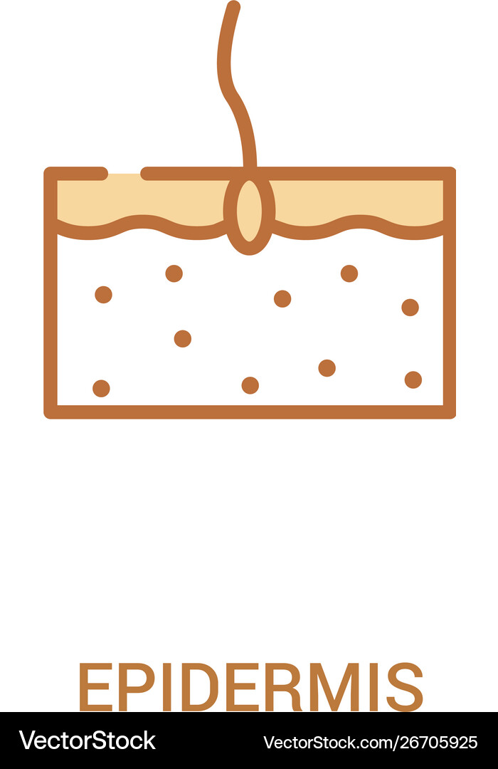 Epidermis concept 2 colored icon simple line Vector Image