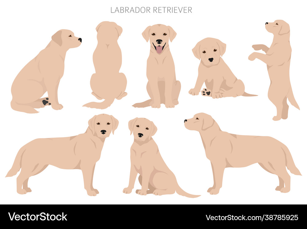 Labrador retriever dogs in different poses Vector Image