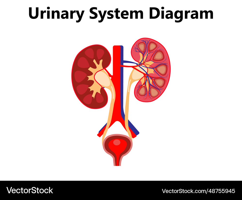 Human Urinary System Diagram Labeled