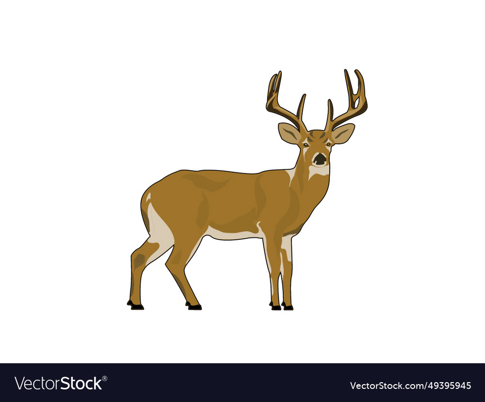 Deer Royalty Free Vector Image - VectorStock