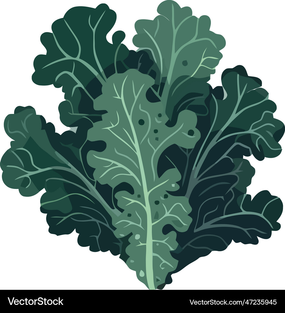 Fresh kale meal organic vegetable Royalty Free Vector Image