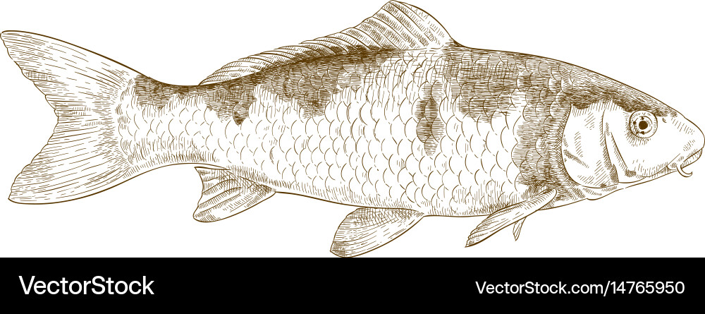 Engraving of koi fish Royalty Free Vector Image