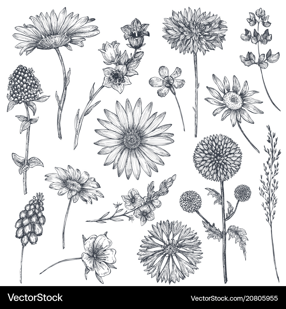 Collection hand drawn flowers and plants Vector Image