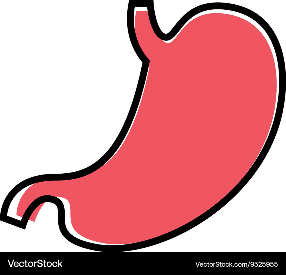 Flat human stomach icon Royalty Free Vector Image