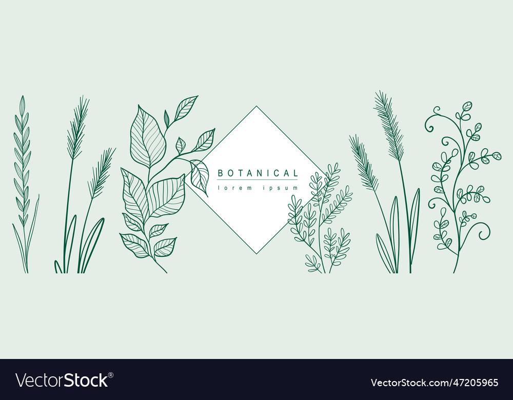 Botanical abstract background with floral line art