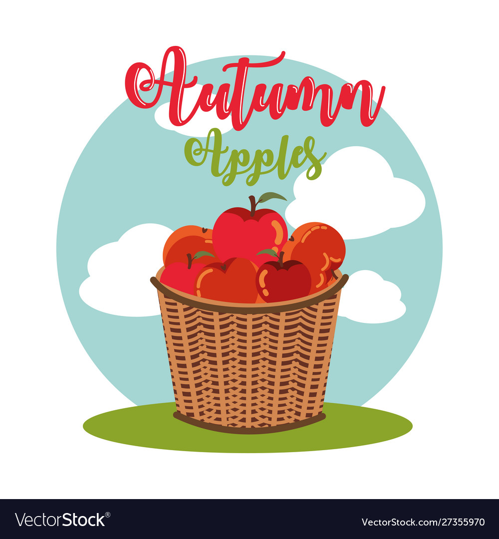 Apples autumn in basket wicker Royalty Free Vector Image