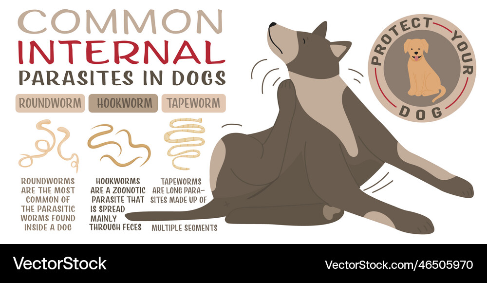 Dog Parasite Infographics - Roundworms, Hookworms,