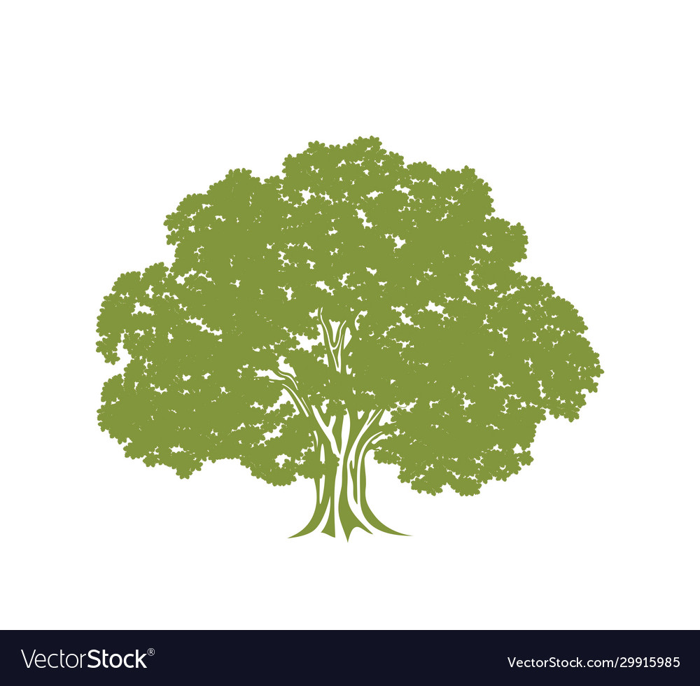 Oak tree Royalty Free Vector Image - VectorStock