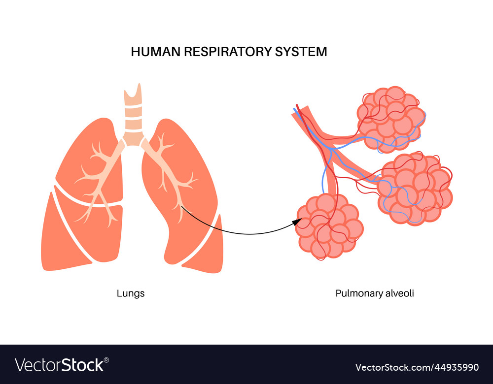 Human respiratory system Royalty Free Vector Image