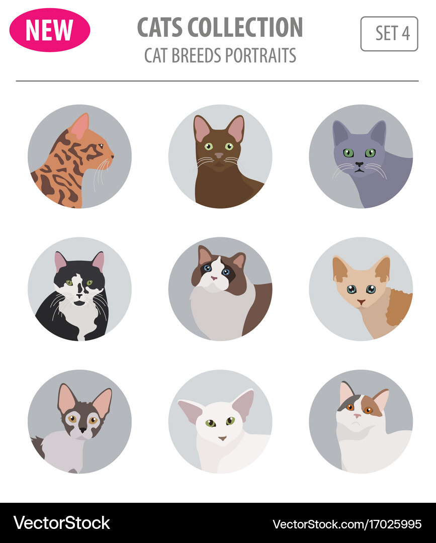 Cat breeds icon set flat style isolated on white Vector Image