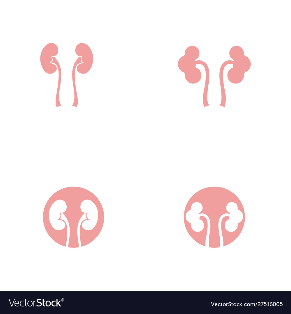 Kidney Royalty Free Vector Image - VectorStock