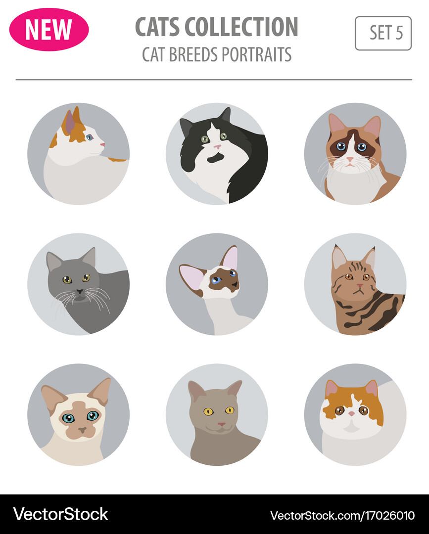 Cat breeds icon set flat style isolated on white Vector Image