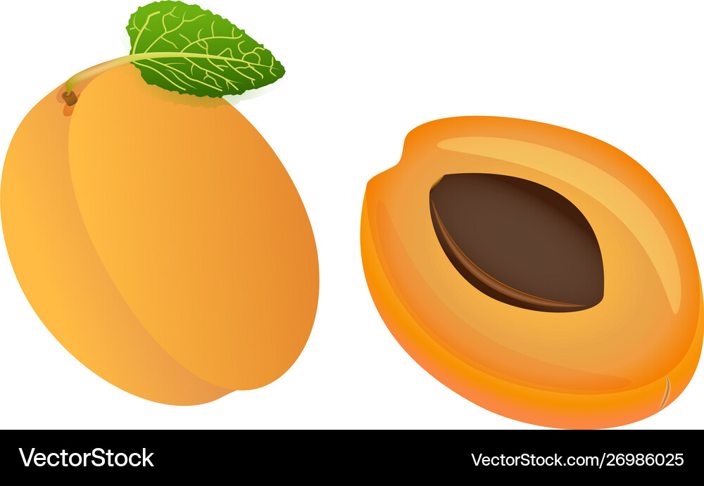 Apricot isolated on white background ripe fruit Vector Image