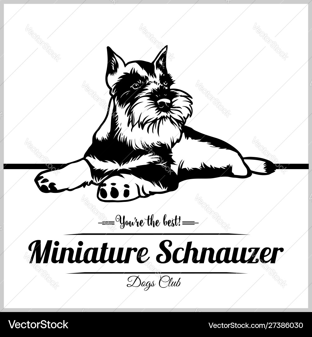 Miniature schnauzer dog Royalty Free Vector Image