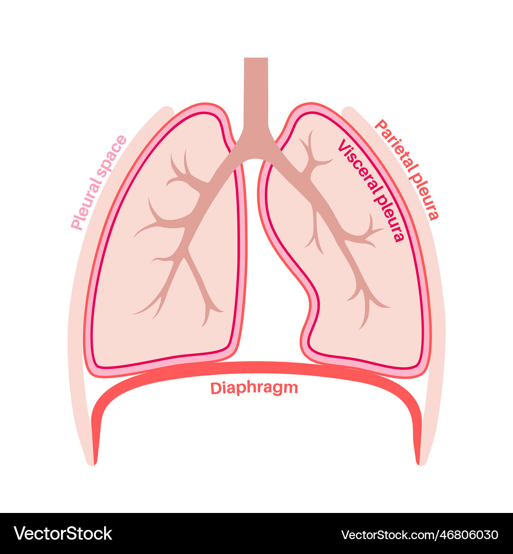 Pleural Anatomy Diagram Royalty Free Vector Image