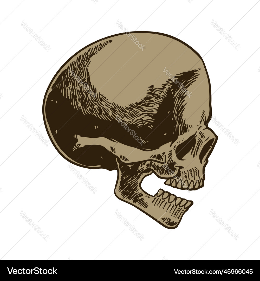 Skeleton head anatomy ink hand drawn engraving Vector Image