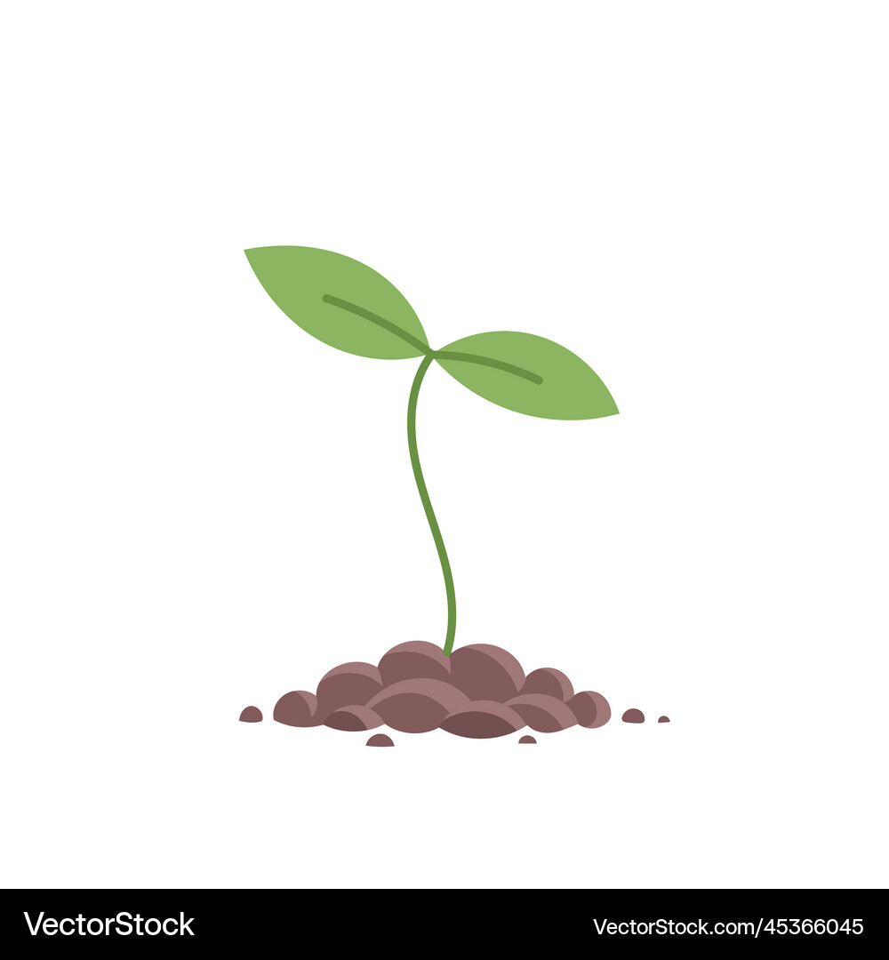 Young plant sprout seedling germination sprout Vector Image