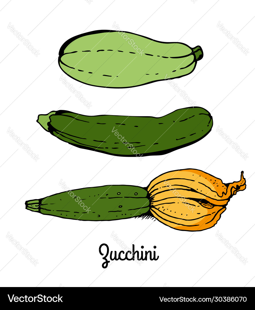Zucchini courgette vegetable color sketch hand Vector Image