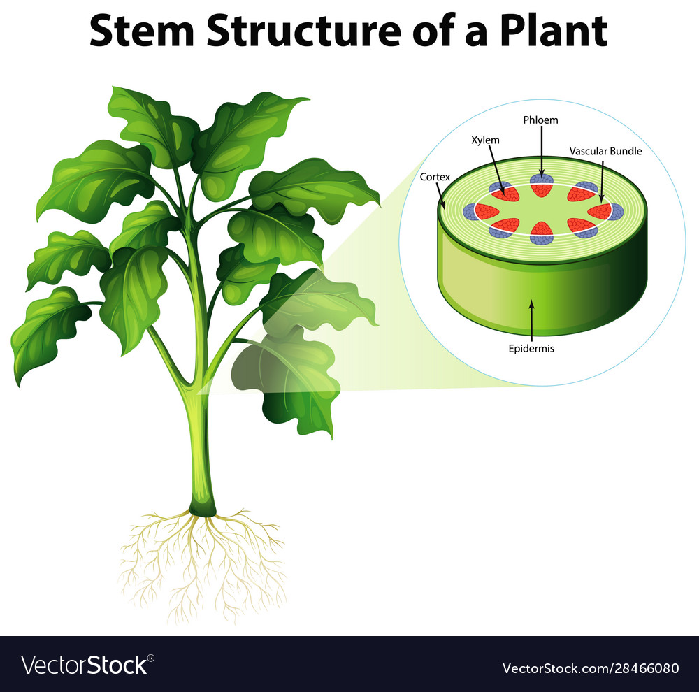 Diagram Showing Stem Structure A Plant Royalty Free Vector
