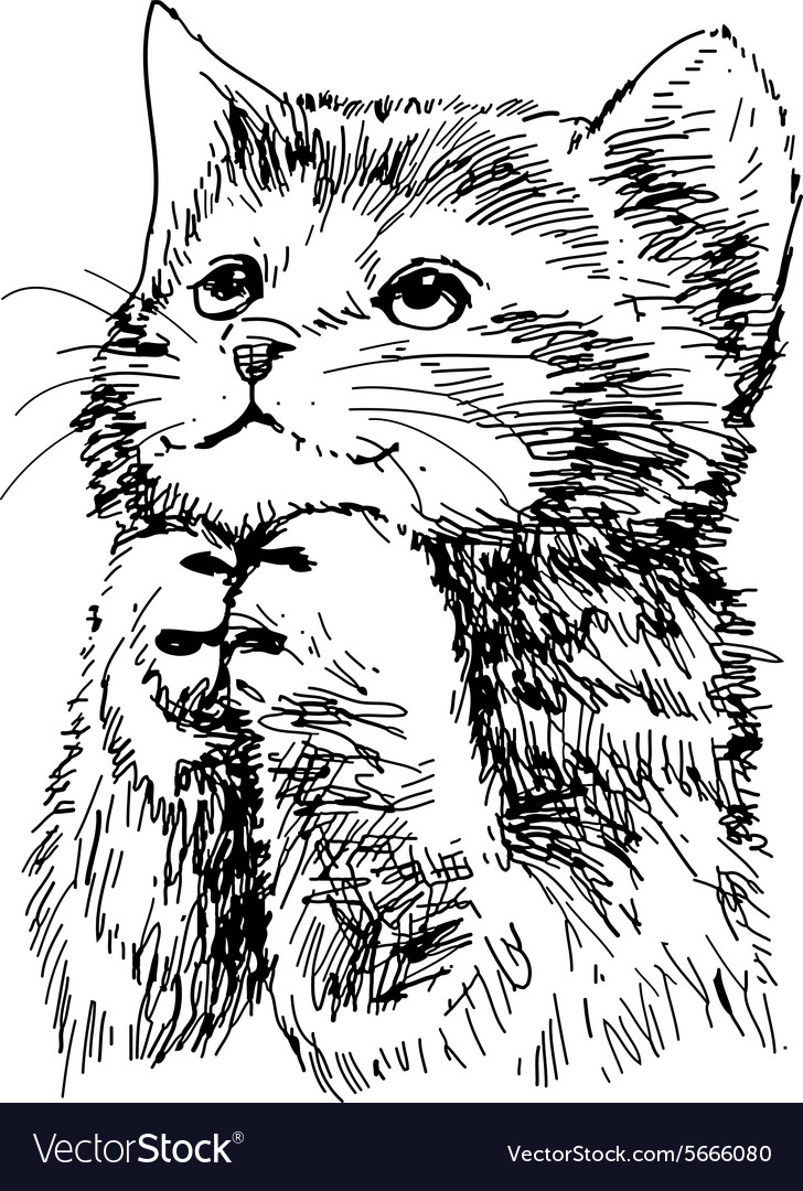 Kitten Royalty Free Vector Image - VectorStock