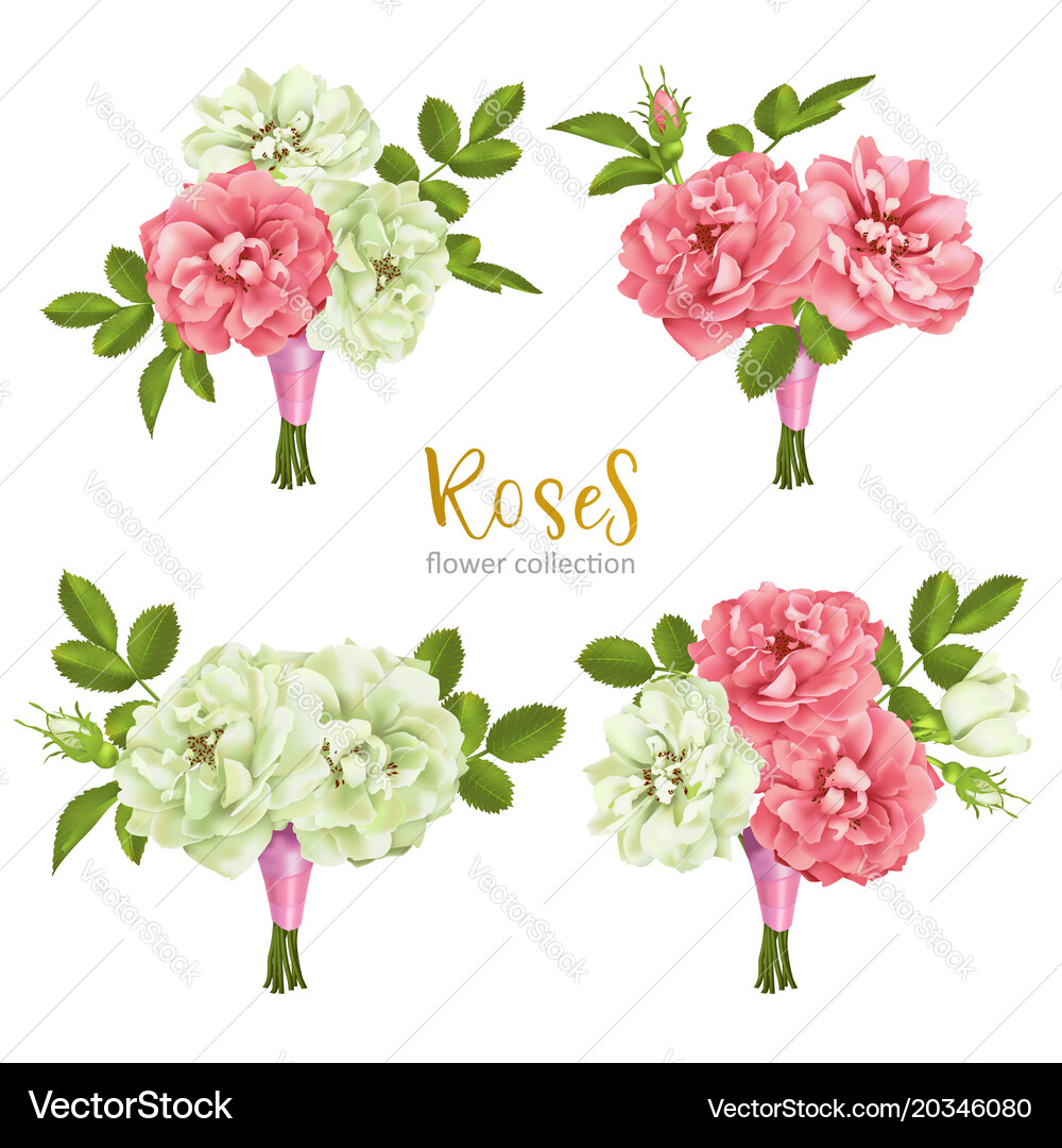 Set collection flowers roses on white background Vector Image