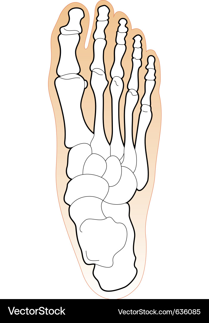 Bones of a human foot Royalty Free Vector Image
