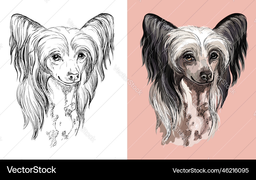 Chinese crested dog close up Royalty Free Vector Image
