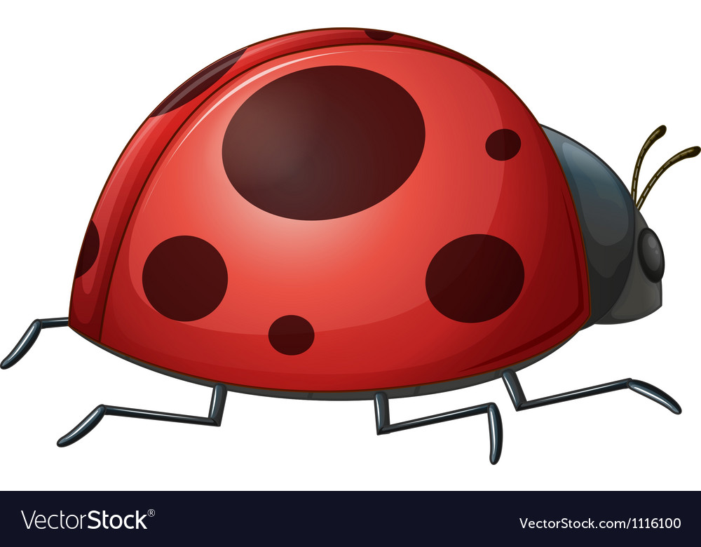 A ladybug Royalty Free Vector Image - VectorStock