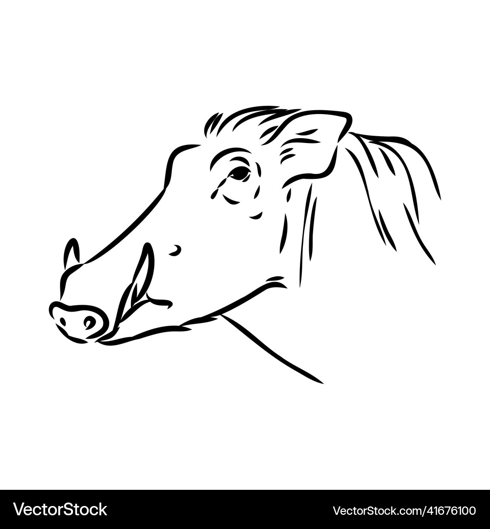 Black and white line drawing of a warthog Vector Image