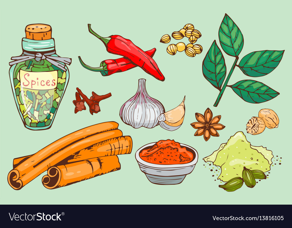 Spices seasoning hand drawn style food herbs Vector Image Spices seasoning hand drawn style food herbs Vector Image
