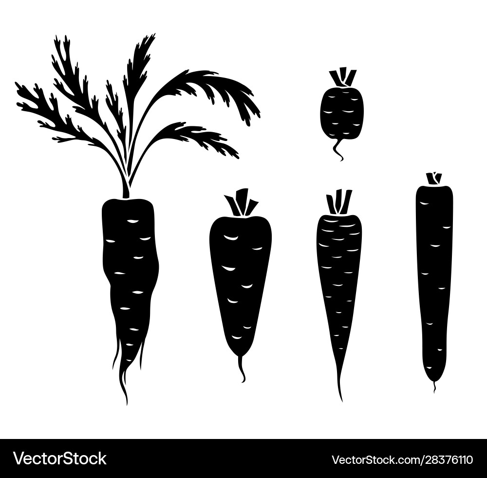 Carrots different varieties and shapes icon set Vector Image