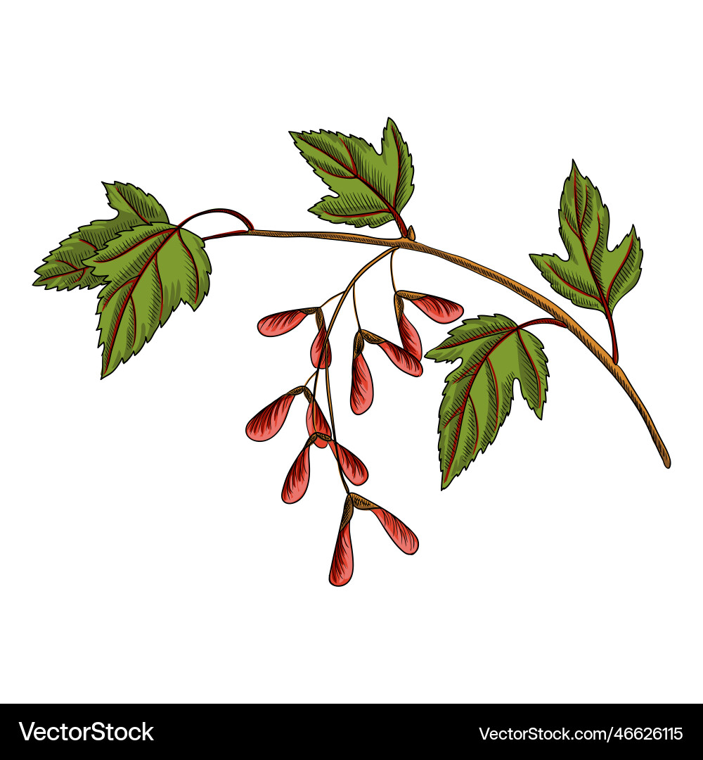 Drawing branch of maple Royalty Free Vector Image