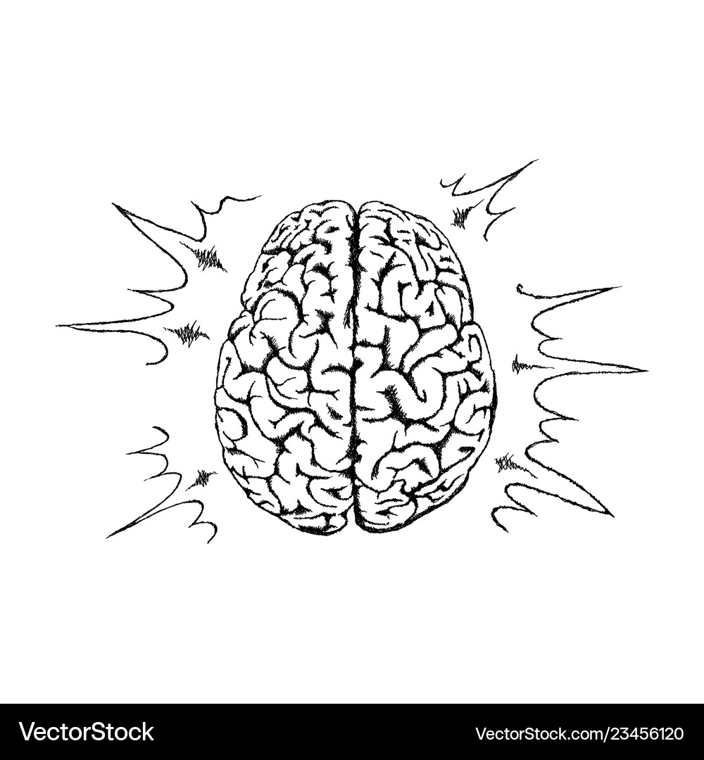 Concept of creativity with human brain Royalty Free Vector