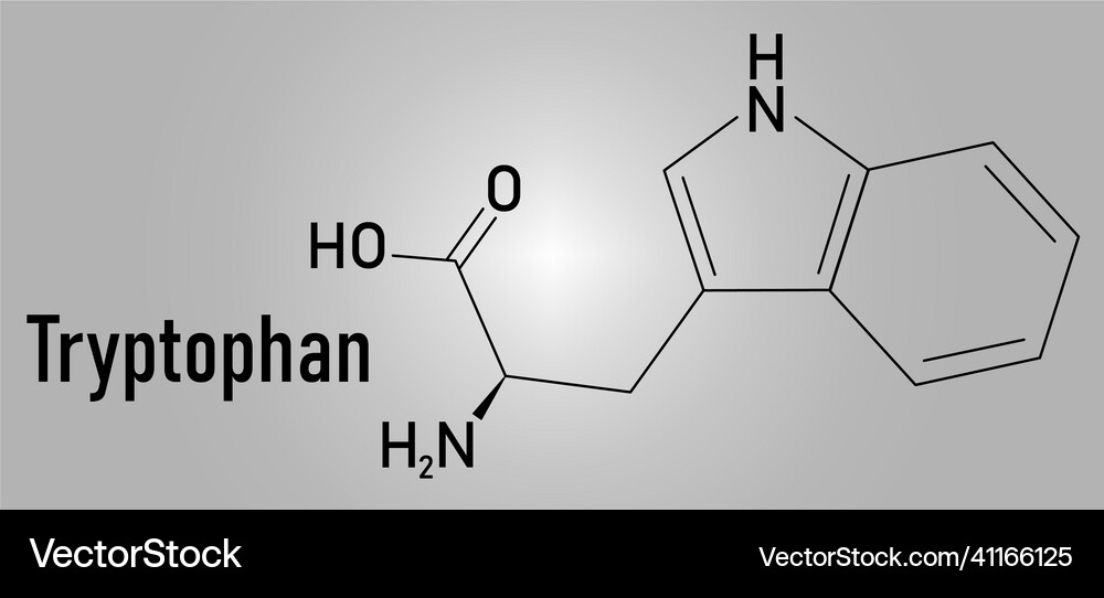 Tryptophan amino acid molecule skeletal formula Vector Image