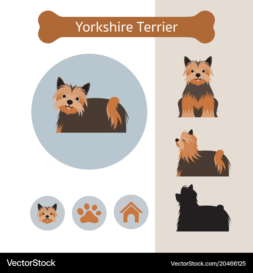 Yorkshire terrier dog breed infographic Royalty Free Vector