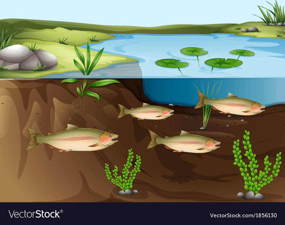An ecosystem under the pond Royalty Free Vector Image