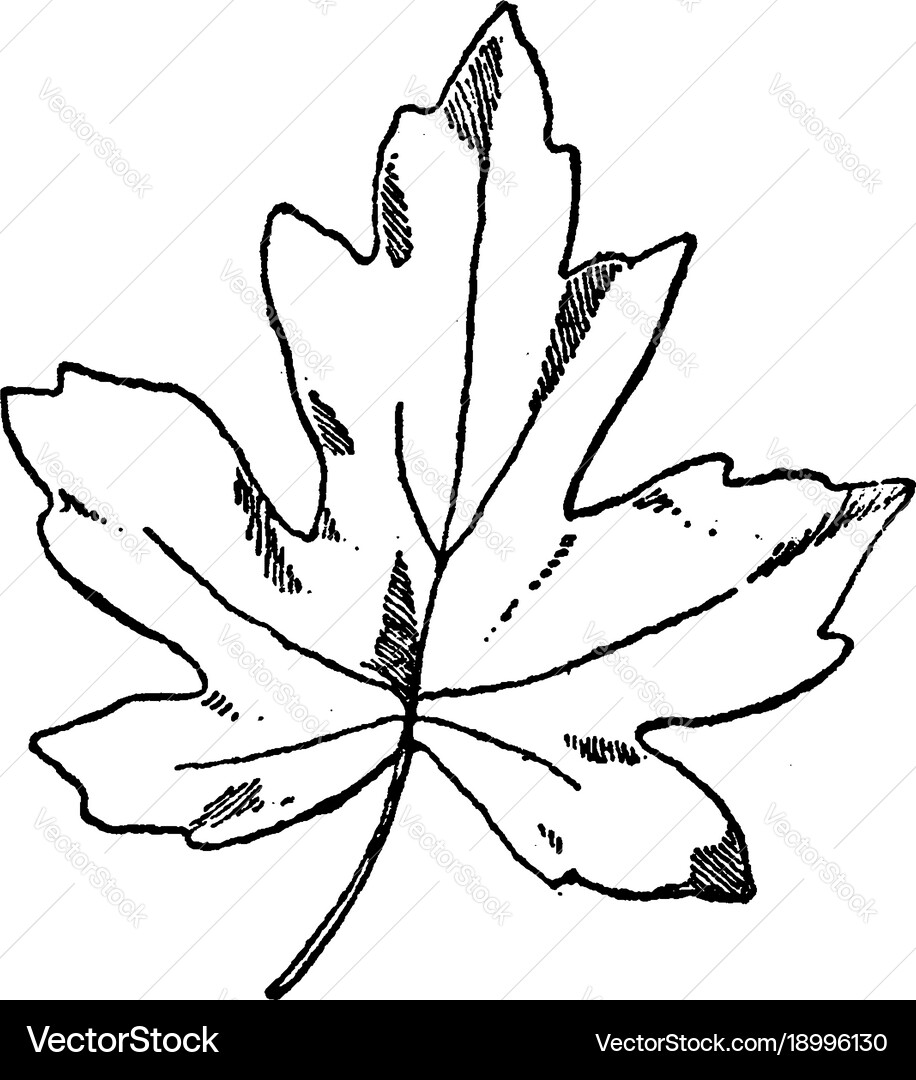 Leaf of oriental amber tree is a deciduous tree Vector Image