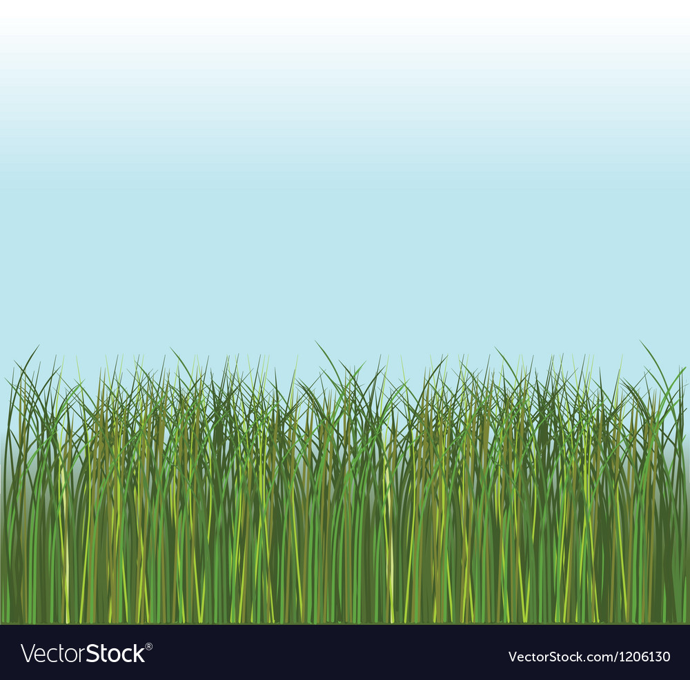 Spring grass Royalty Free Vector Image - VectorStock