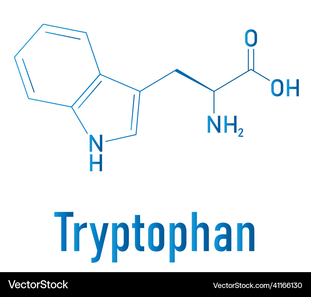 Tryptophan amino acid molecule skeletal formula Vector Image