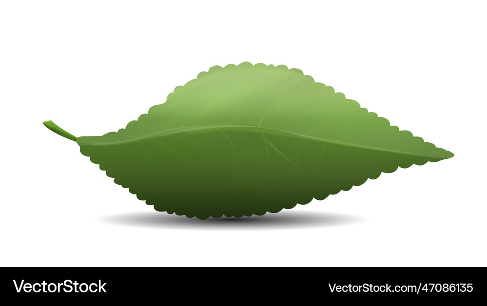 Eco leaf concept Royalty Free Vector Image - VectorStock