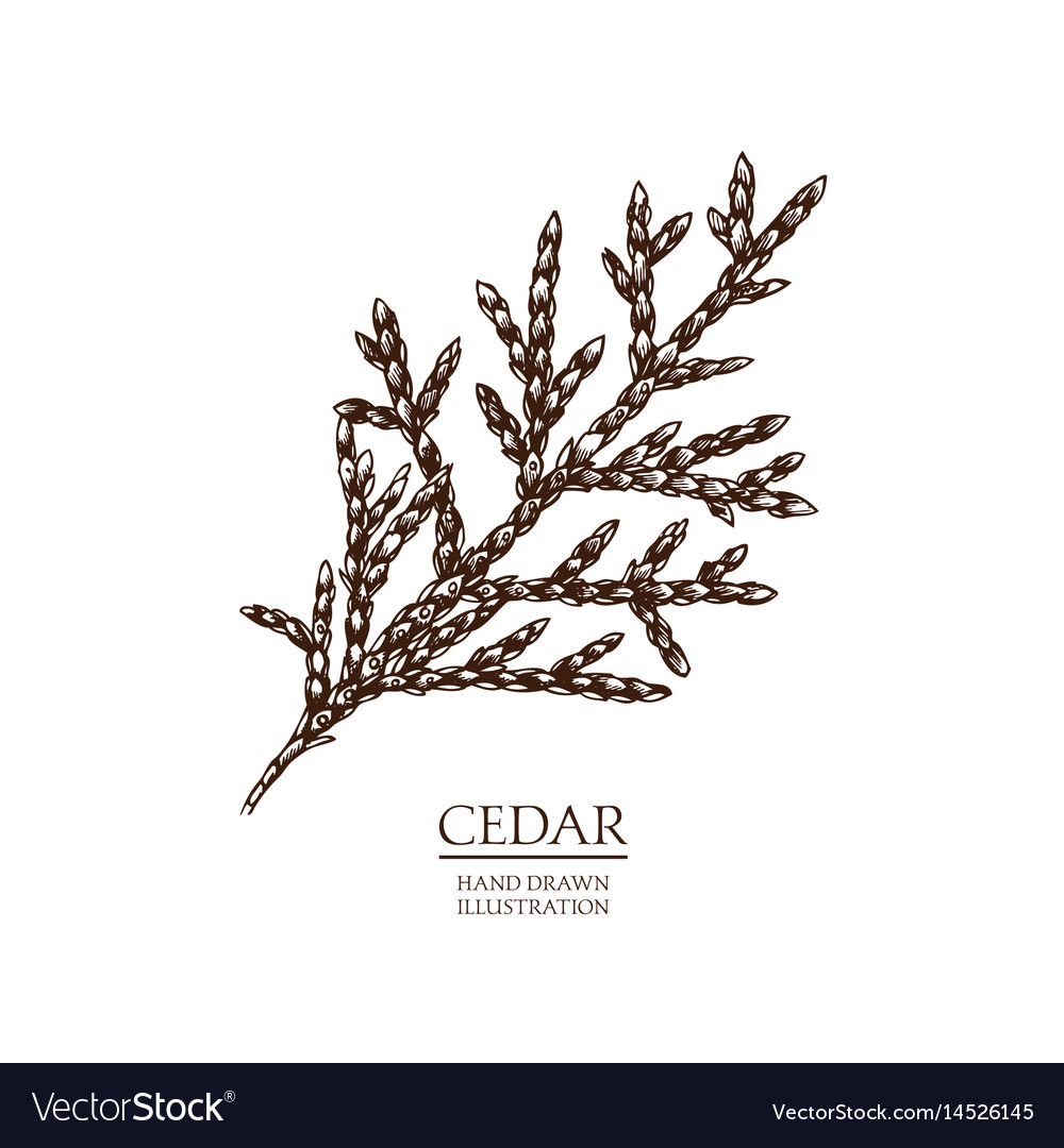 Cedar Royalty Free Vector Image - VectorStock