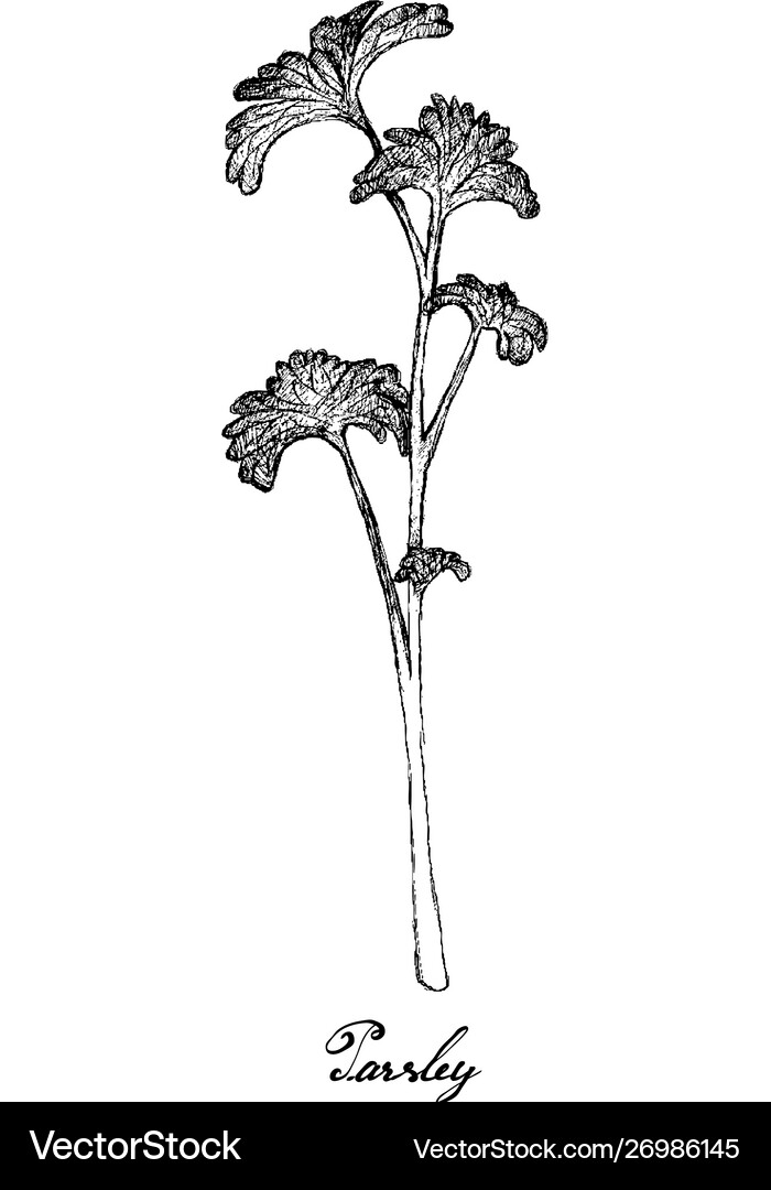 Hand drawn fresh green parsley on white Royalty Free Vector